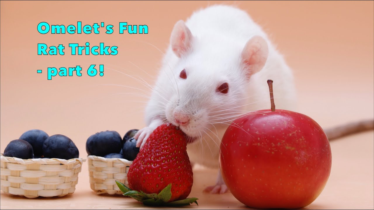 Omelet's Amazing Rat Tricks - Part 6! - YouTube