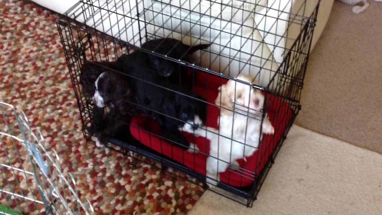 Rosie & Alfie's Cockapoo Puppies Day 42: Jabs & Chips, Before & After ...