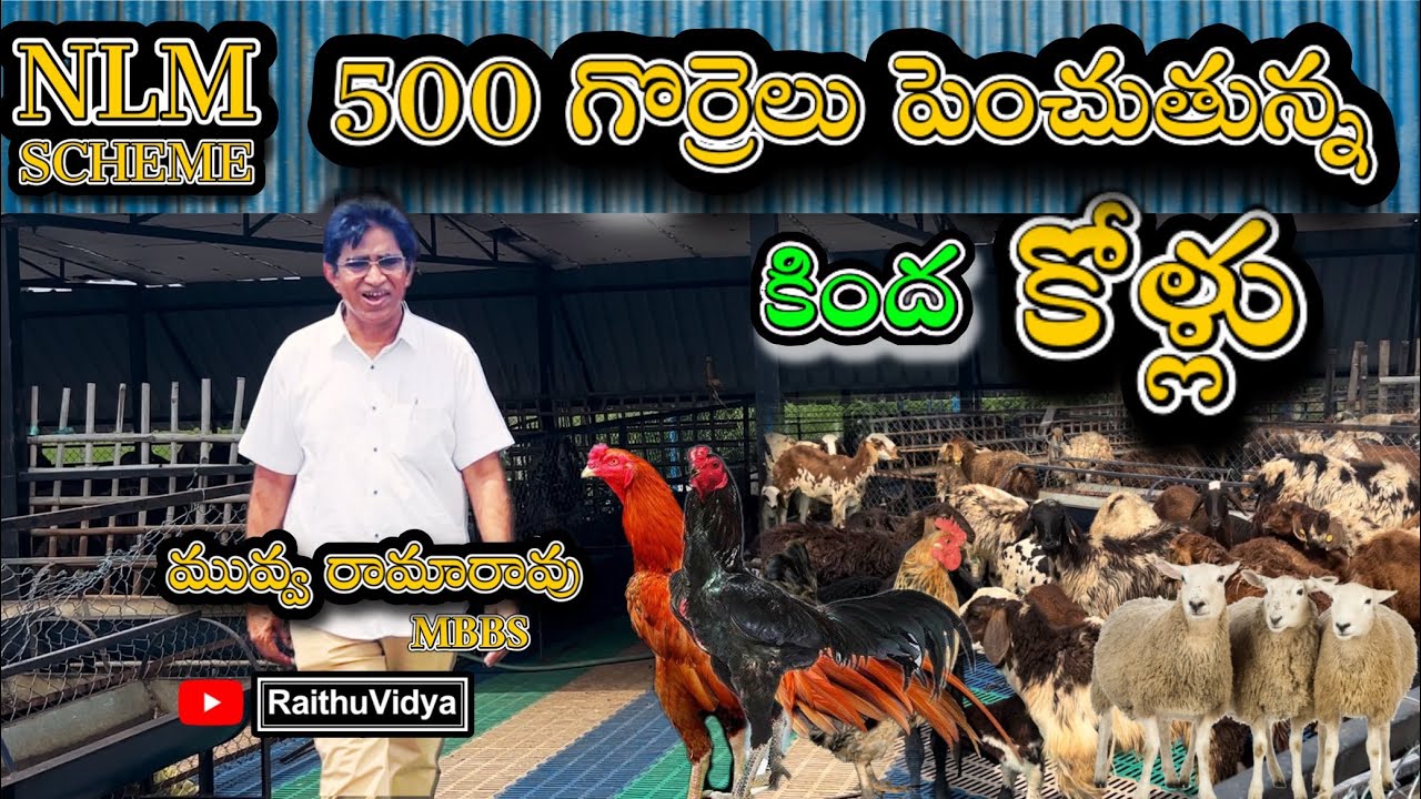 గొర్రెల పెంపకం || నాటు కోళ్ల పెంపకం NLM Scheme || Gorrela Pempakam || # ...