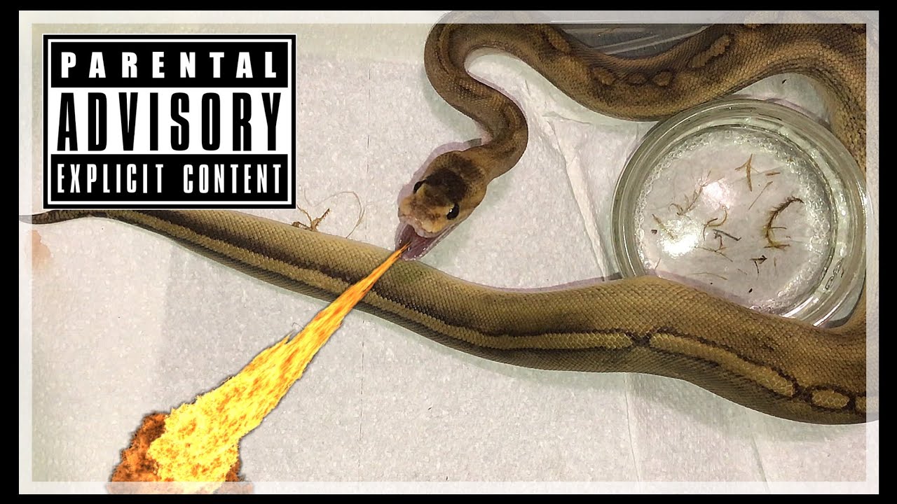 🔞 CROCODALE JR. | Royal Python | #Strike #Highlight ⚠️ 26.02.23 - YouTube