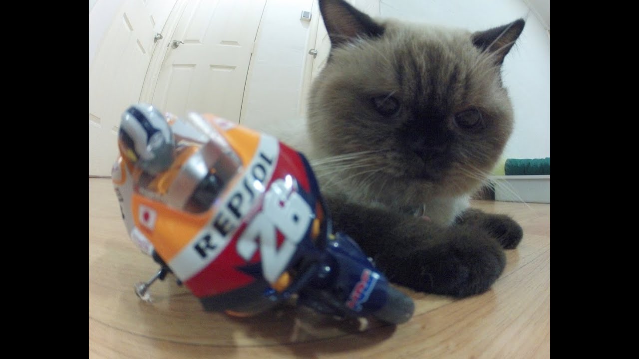 Adorable cat chases RC bike (Kyosho Mini-Z Moto Racer) - YouTube