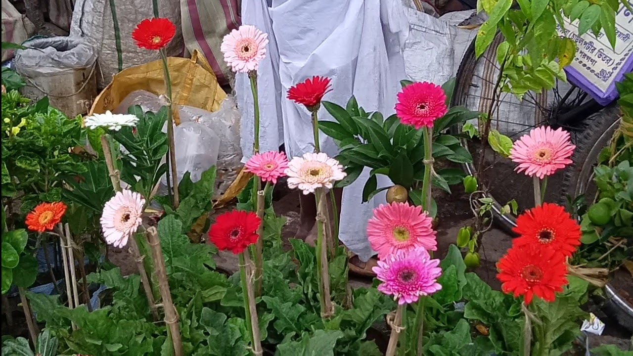 Jabra Flower Plant In Sri Lanka | Best Flower Site