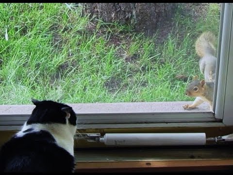 Cat VS Two Squirrels - Very Cute - YouTube