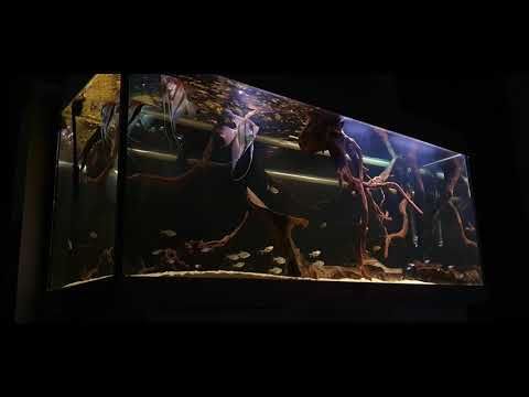 Manacapuru Redback - Nanay - YouTube