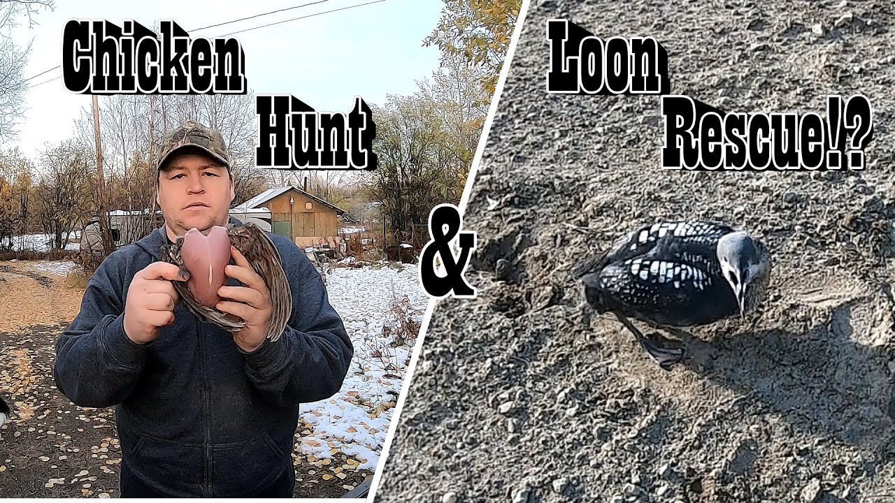 Chicken Hunt and Loon Rescue - Catch Clean and Cook - Another Day in ...