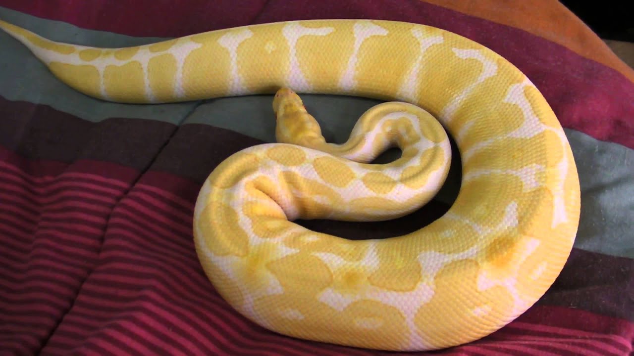 albino ball python - YouTube