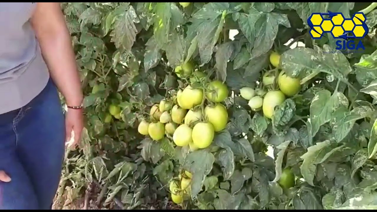 Tour day virtual - Lançamento tomate Da Vinci Sakata - Agro Shop ...