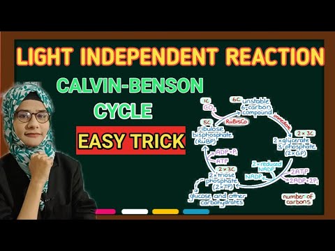 Calvin Cycle | Light Independent Reaction of Photosynthesis | - YouTube