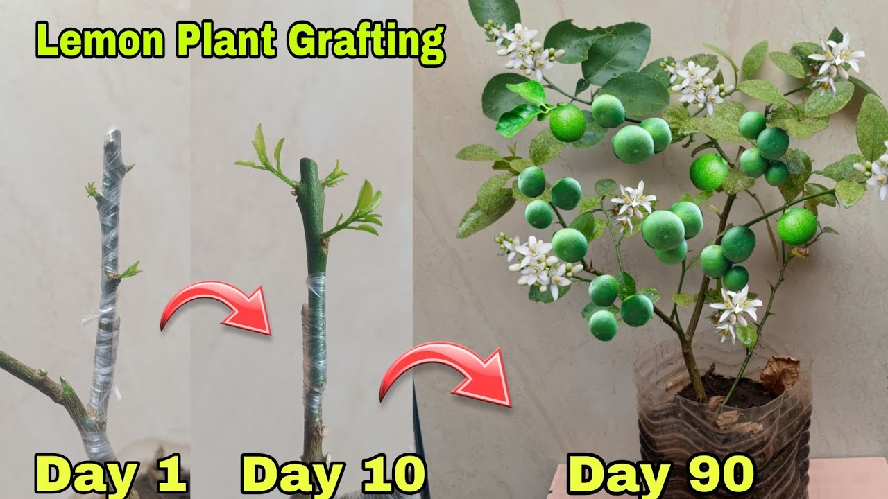 Easy and simple lemon tree grafting technique | How To Grafting Lemon ...
