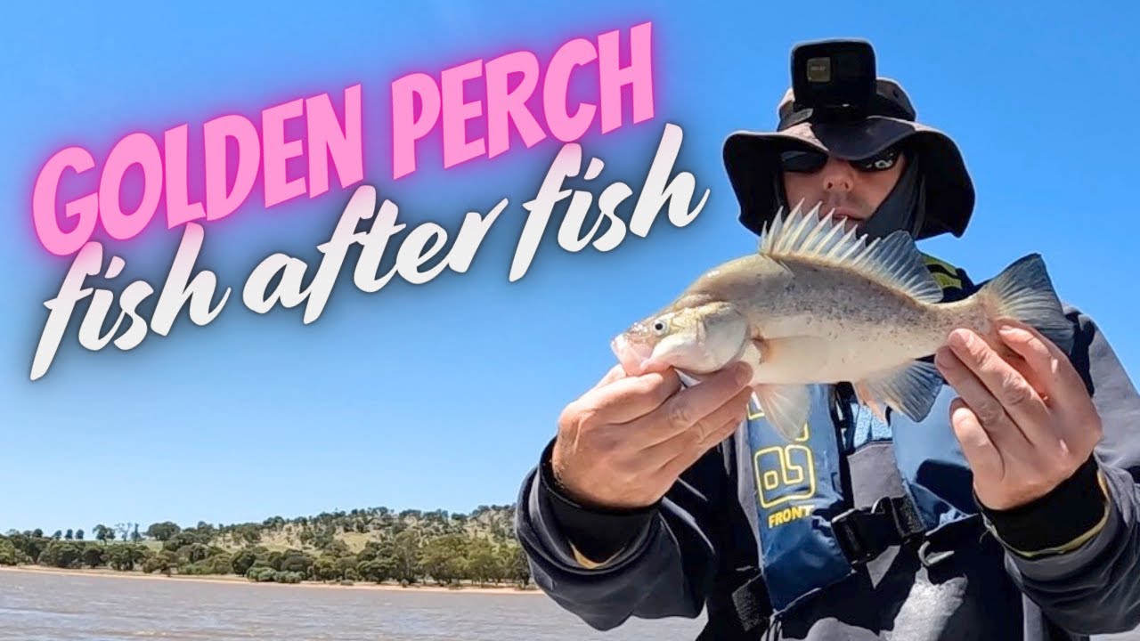 Yellowbelly/Golden Perch Fishing | fish after fish - YouTube