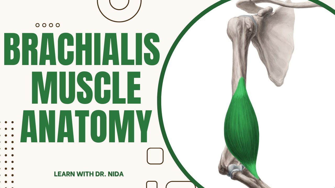 Brachialais Muscle Anatomy Origin, Insertion, Nerve Supply And Action ...