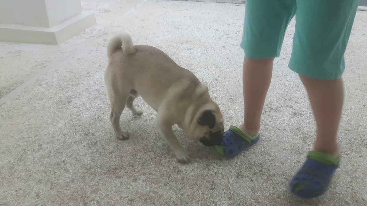 Very angry pug - YouTube