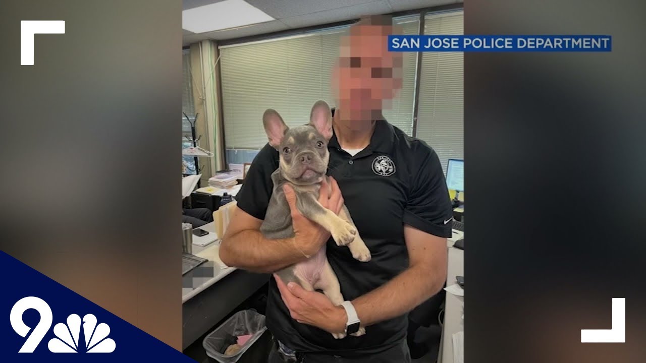 Missing French bulldogs located in crime bust - YouTube