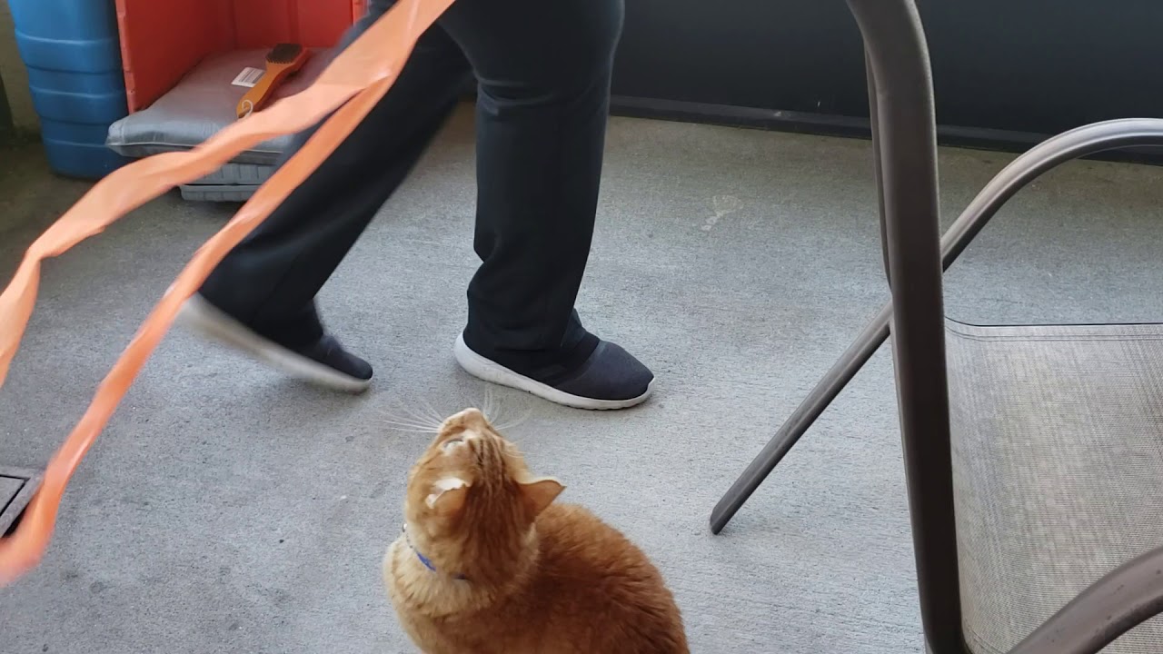 Orange Tabby Kitty Playing with Ribbon in the Wind - YouTube