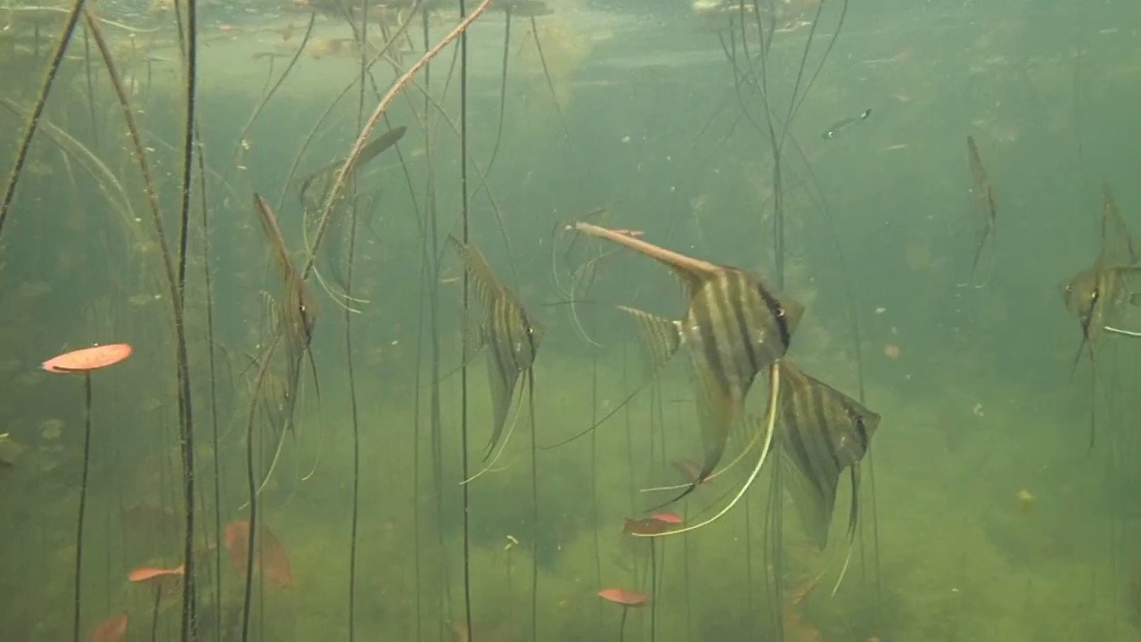 Pterophyllum - Acará bandeira, Skalare, Segelflosser, Angelfish - Video ...