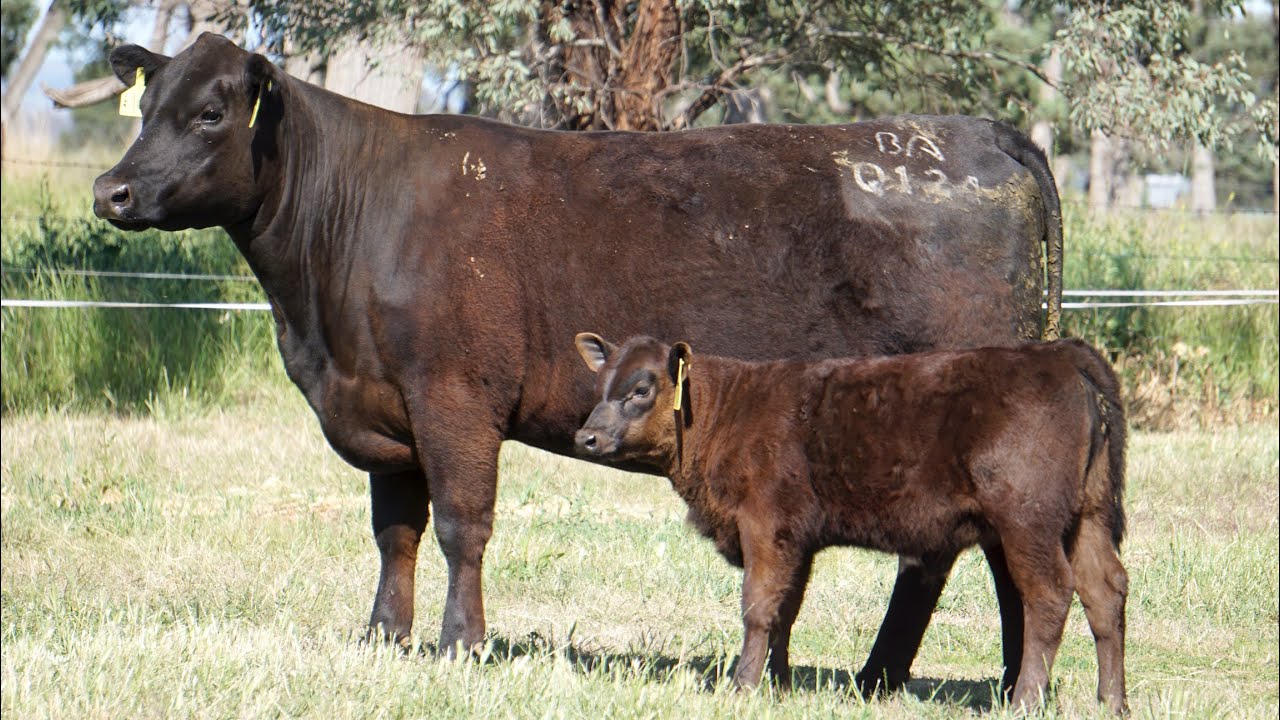 Lot 16 - NTVQ124: 2 yr old, heifer calf at foot - YouTube