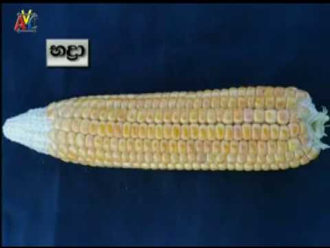 Bada Erigu Bija Walata Wadi Milak - YouTube