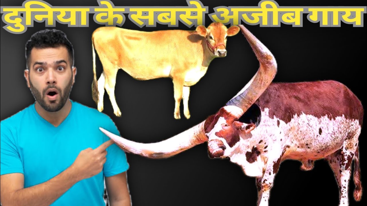 weirdest cow breeds in the world 🌎 - YouTube