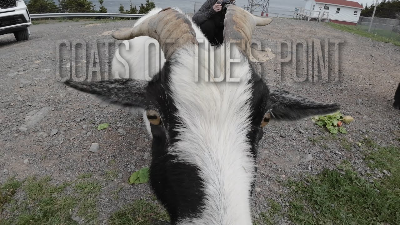 The Goats of Tides Point - YouTube