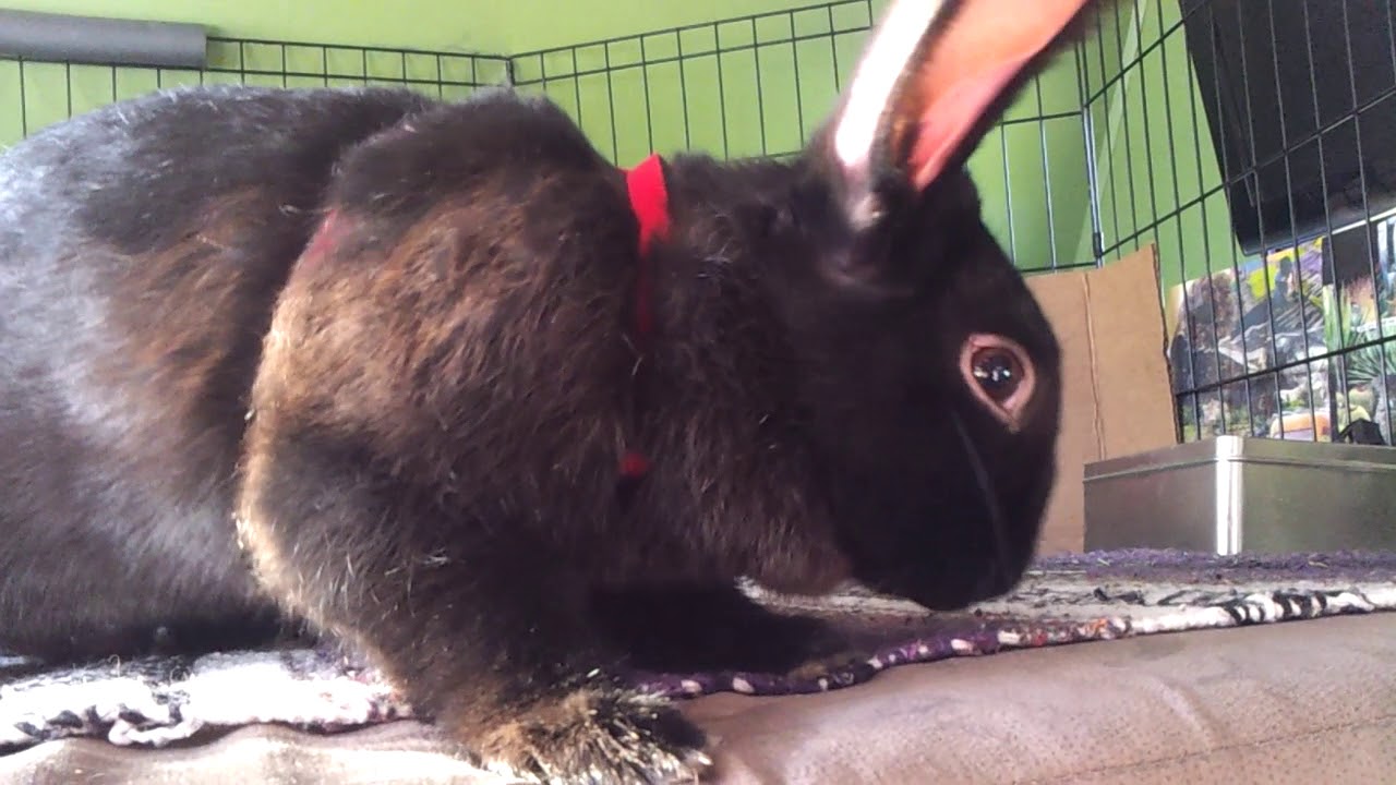 POPPY The RV Bunny - YouTube