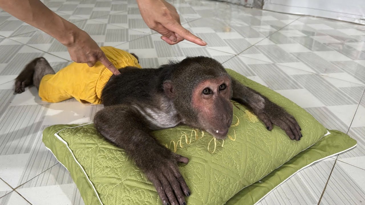 Monkey ABU receives special care from Mom every day - YouTube