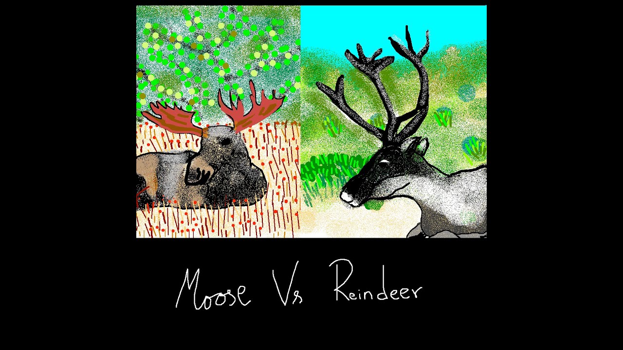 Moose vs Reindeer their differences - Kidz Learn Applications™ - YouTube
