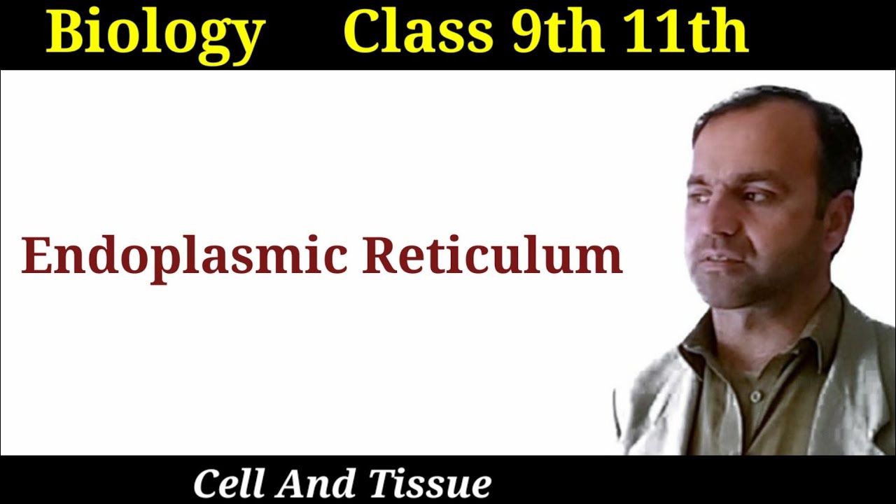 Endoplasmic Reticulum | It's Structure, functions and composition ...