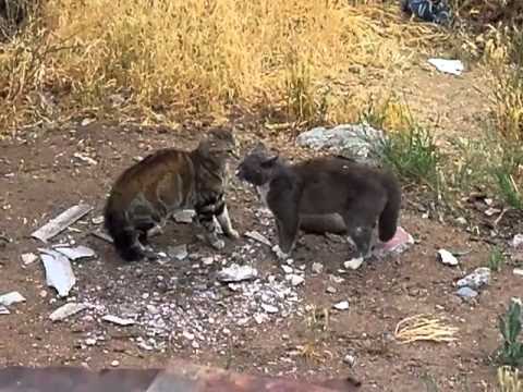 PELEA DE GATOS - YouTube