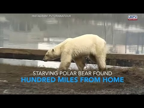 Starving polar bear seen wandering in Russian city, hundred miles from home