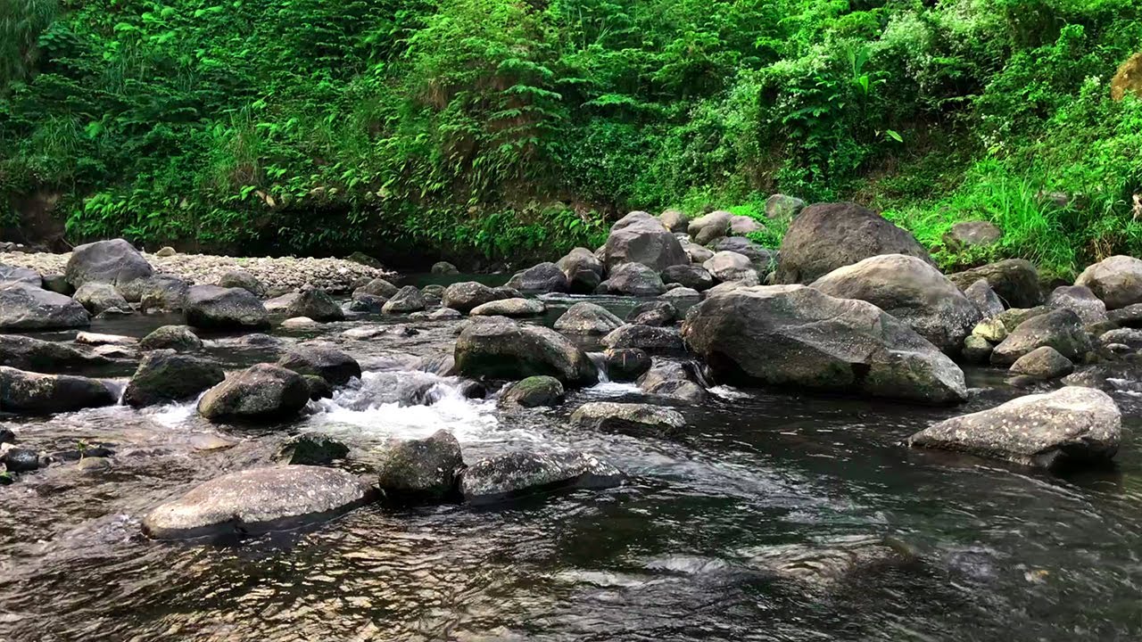 Fantastic Melodies of Forest, Bubbling Stream Sounds, Forest Ambience ...