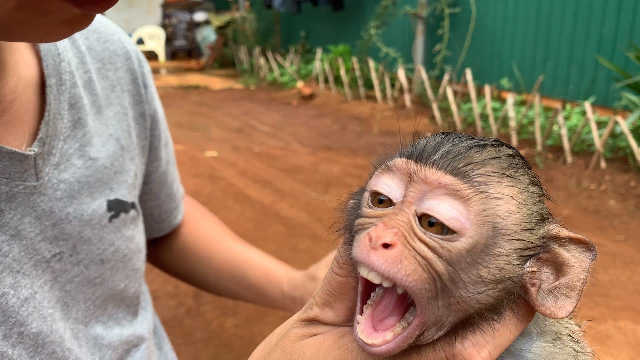 OMG baby monkey Bom Bom sleeping while taking a shower - YouTube