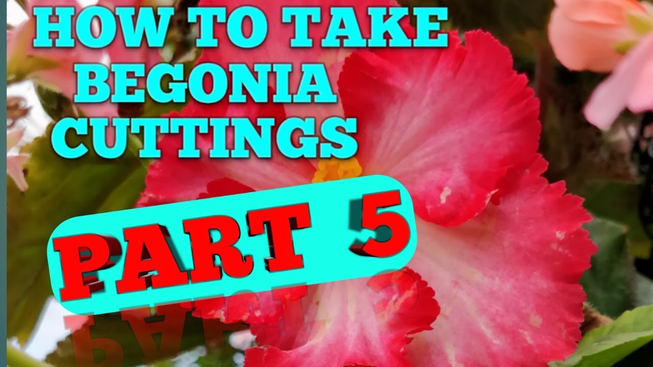 Begonia cuttings Part 5 - YouTube