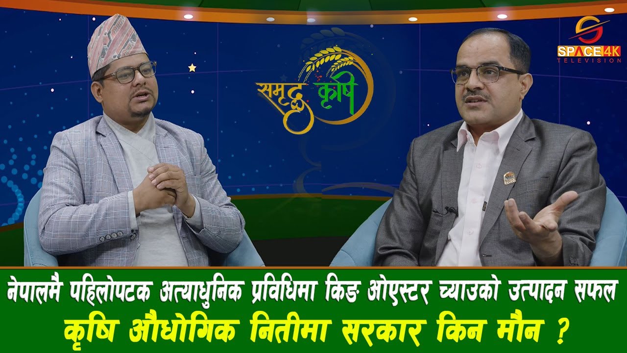 सस्तोमा ओएस्टर च्याउ बजारमा पुर्याउन सफल छौँ ||Samridda Krishi || Dipak ...
