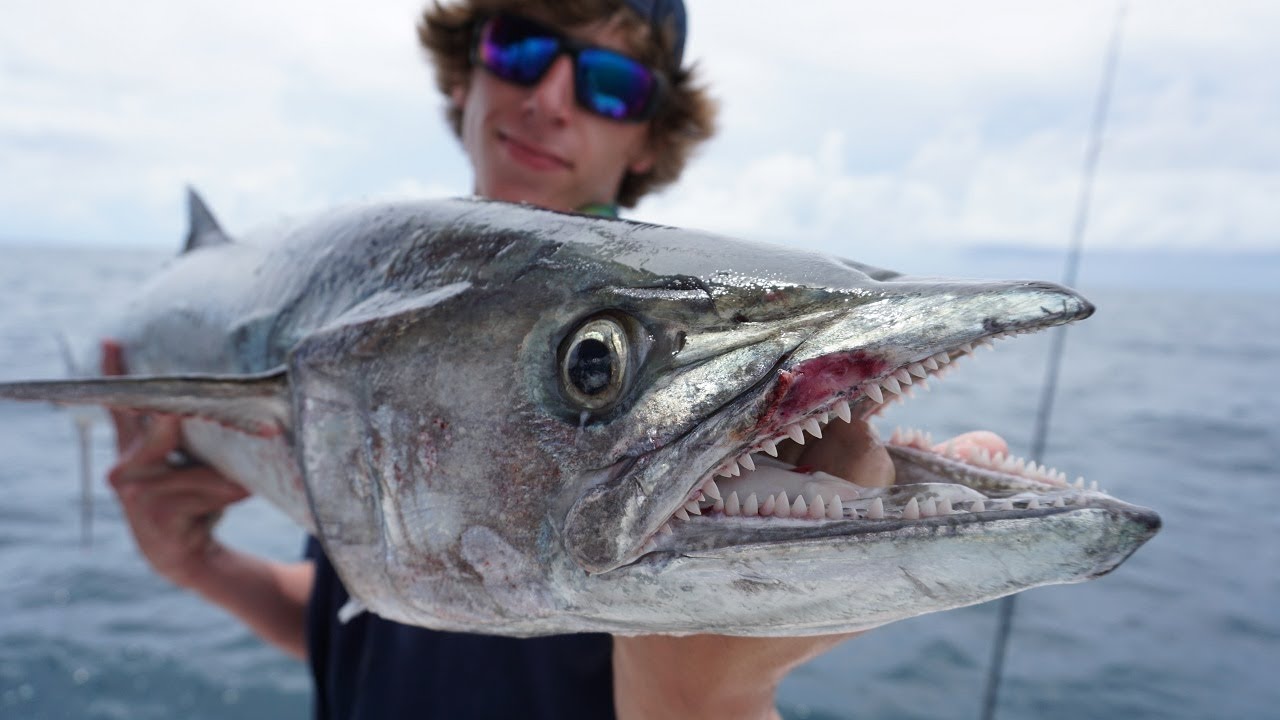 Catching A Monster Kingfish Ship Wreck Fishing Florida - YouTube