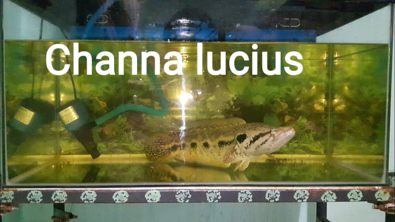 Channa lucius|kehung|尖斑|ikan bujuk|尖头斑|Forest snakehead - YouTube