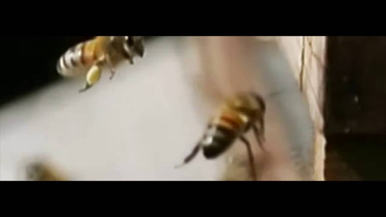 poor bees lose vision from car accident - YouTube