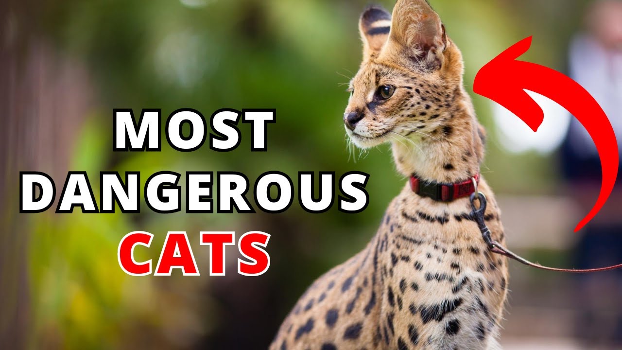 Top 10 Most Dangerous Cat Breeds in The World - YouTube