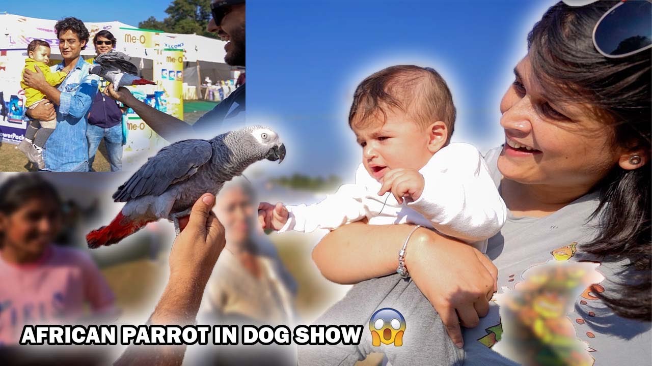 First African Grey Parrot to Attend a Dog show in India 😱 Public ...