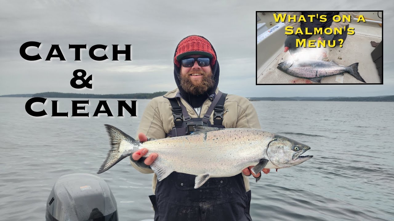 Wild Caught Salmon In British Columbia! Catch & Clean #salmonfishing # ...