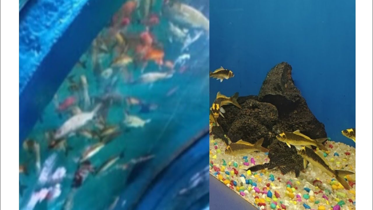 Under water fish tunnel in Mangalore 😍Karavali Utsav ground.Aquarium ...