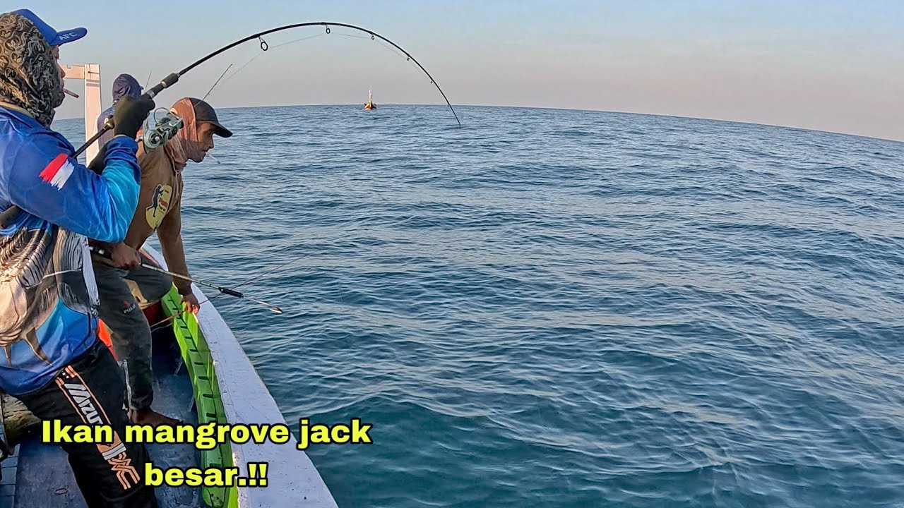 GANAS Mancing Ikan Kakap Diserang Ikan Mangrove Jack Besar !! Mancing ...