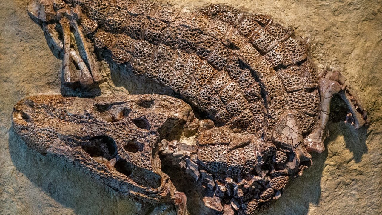 Alligator Prenasalis: Unveiling the Mysteries of an Extinct Alligator ...