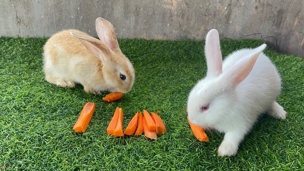 Cute Cute Baby Rabbits Eating 🥕 - YouTube