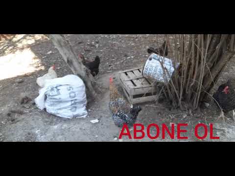 TAVUKLAR | CİVCİVLER | TAVUK CİVCİVLERİ..