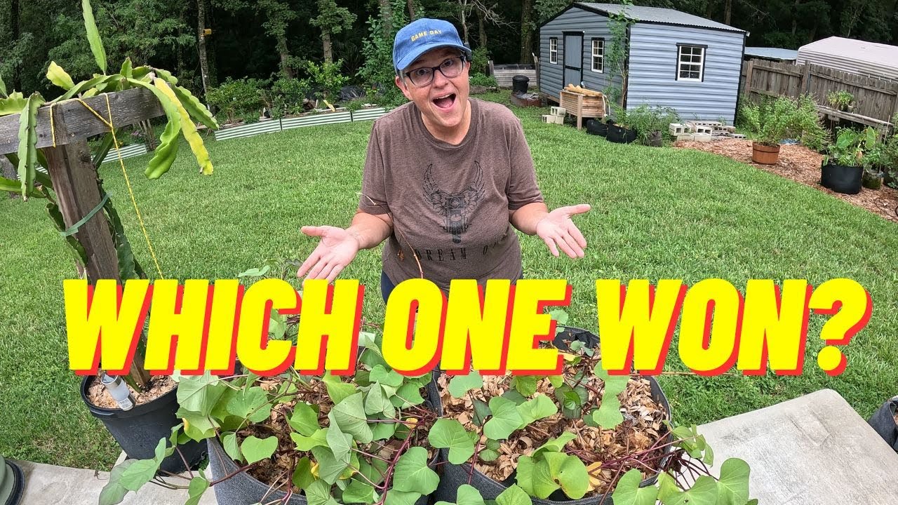 Should I Prune Sweet Potato Vines? Let's Find Out! - YouTube