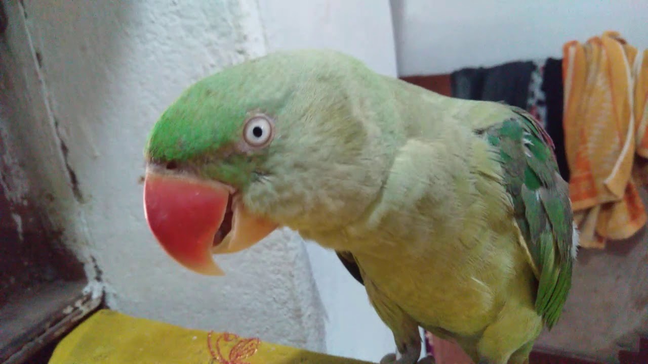 Alex parrot starting talking - YouTube