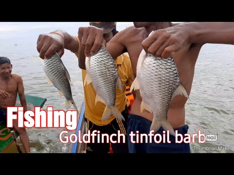 Fishing at Tonle sap lake of Cambodai - YouTube
