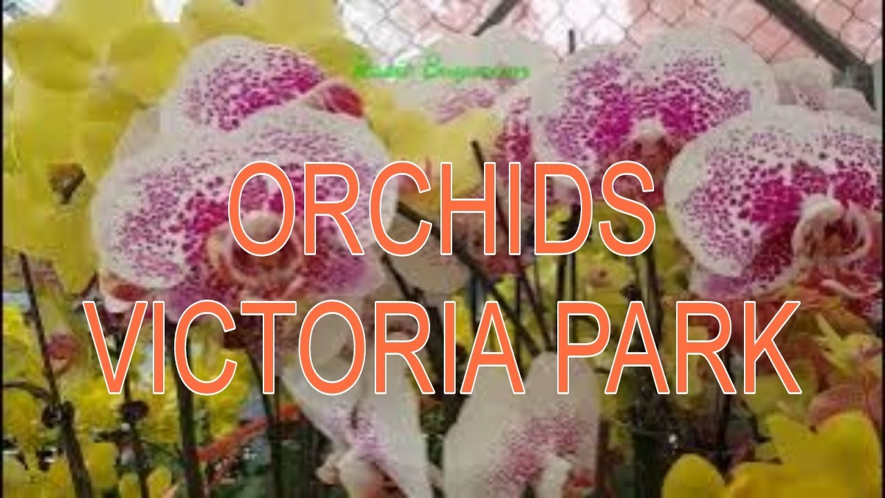 BEAUTIFUL ORCHIDS AT VICTORIA PARK//FLOWER SHOW DOWN,VICTORIA PARK# ...