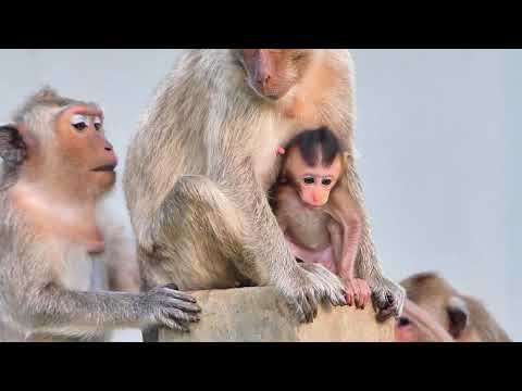 Sweet And Amazing Monkey Mummy - She really kind and smart