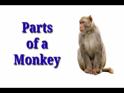 Parts of a Monkey / Learning for Kids. - YouTube